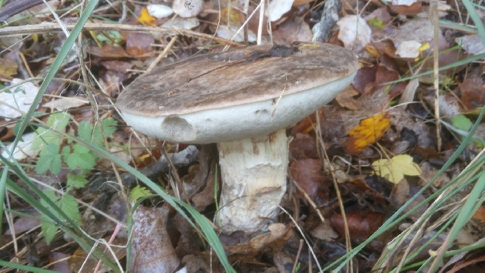Bolet des peupliers Leccinum duriusculum