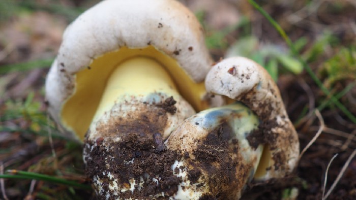 Bolet radicant ou Caloboletus radicans