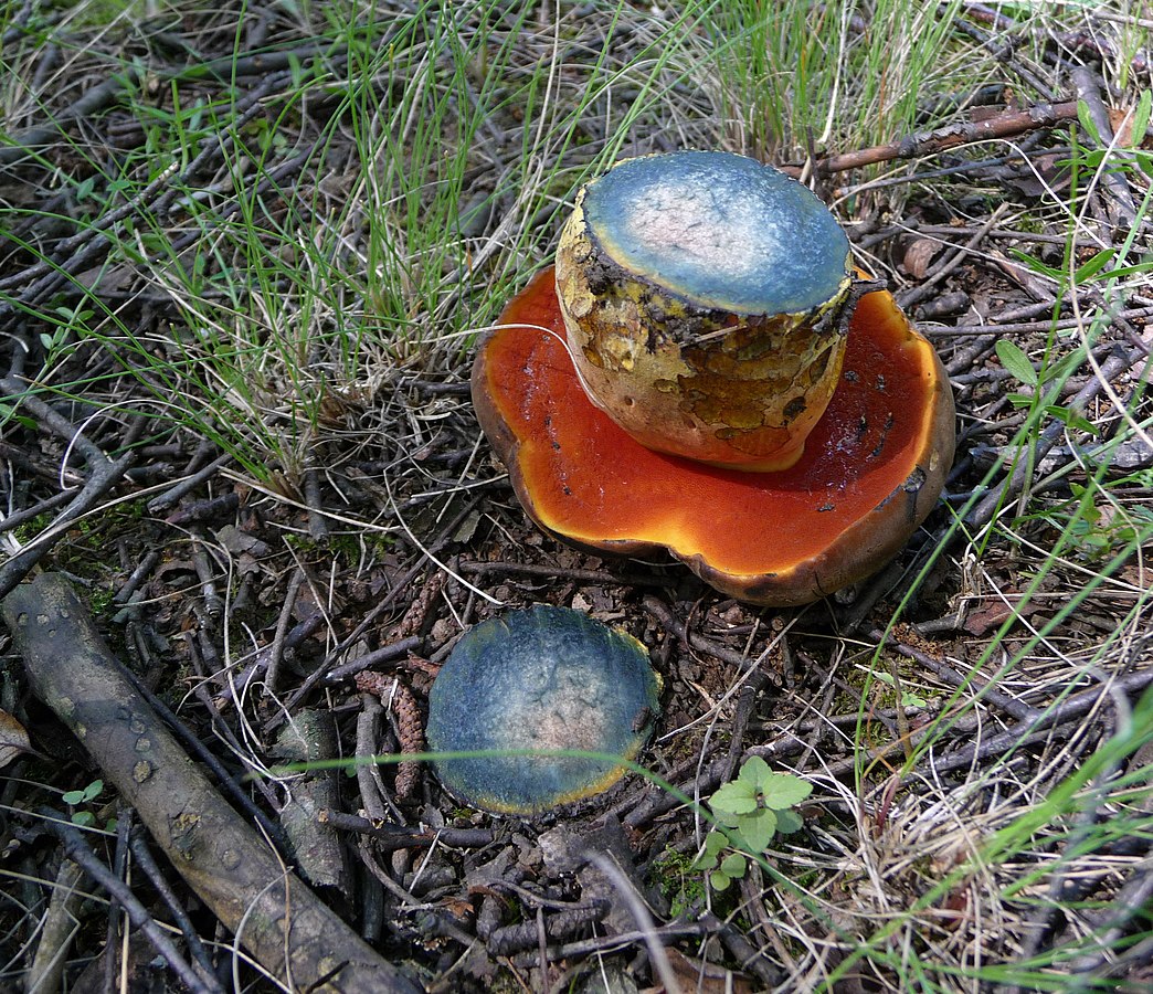 Bolet à pied rouge