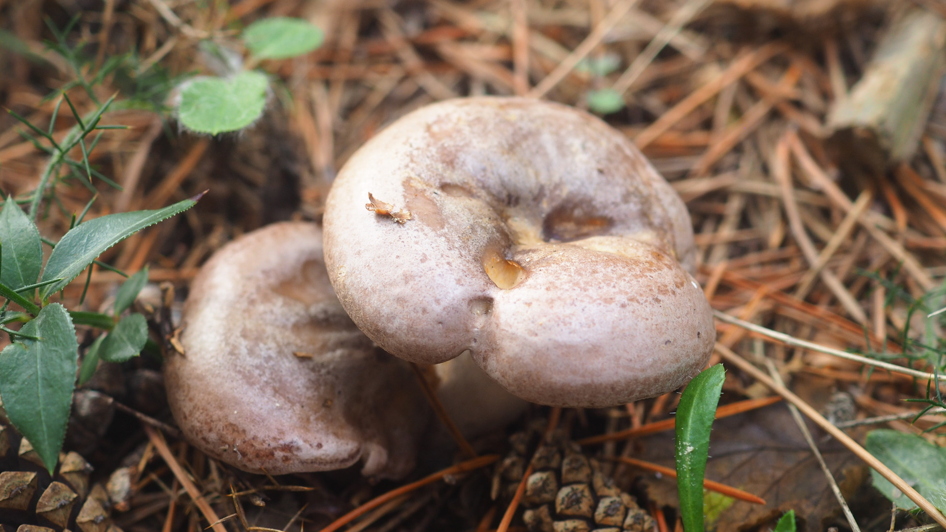 Lactaire violissant (Lactarius violascens)