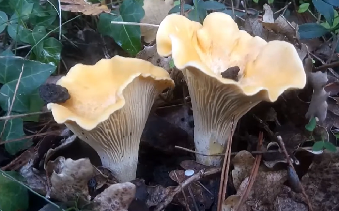 Les informations nécessaires pour trouver des Girolles