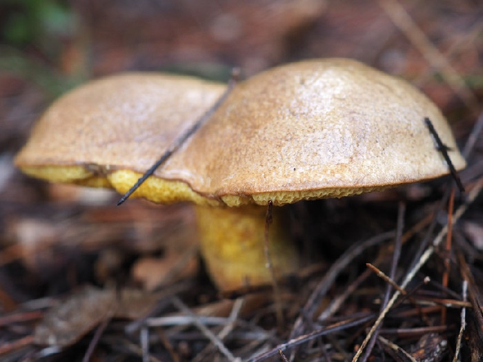 Le Bolet à base rose (Suillus collinitus)