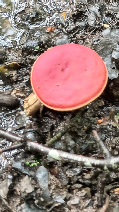 Bolet framboise