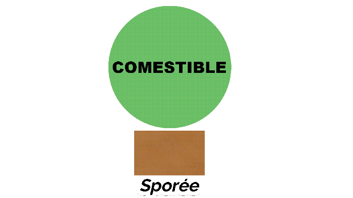 Le Bolet jaune ou nonnette voilée (Suillus luteus)