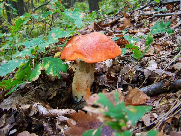 Le Bolet orangé des chênes ou Bolet rude orange