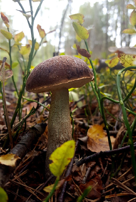 Le Bolet rude (Leccinum scabrum)