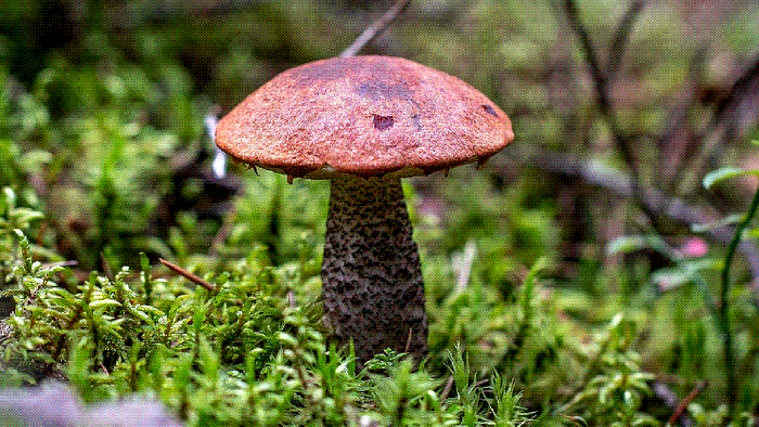 Bolet orangé des bouleaux ou Bolet roux