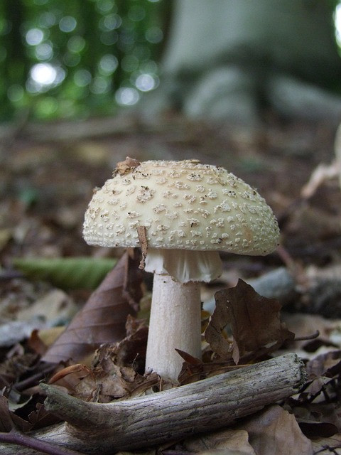 Amanite citrine ou Amanita citrina