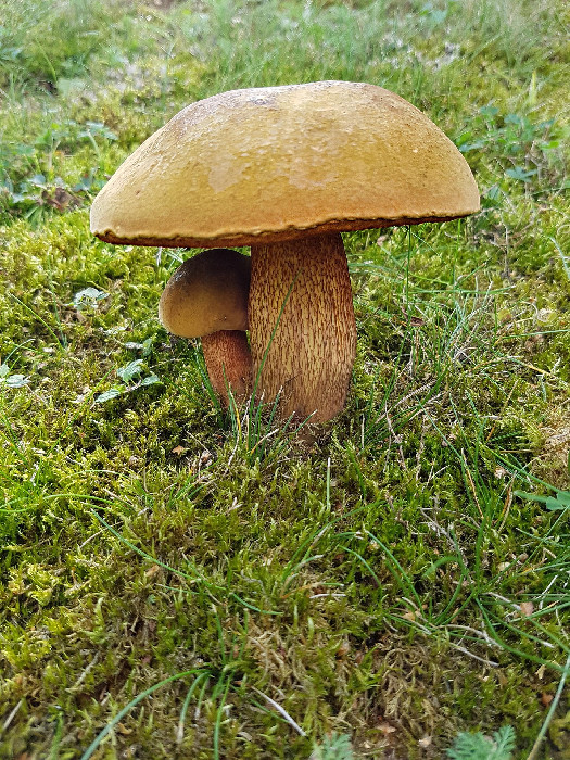 Le Bolet blafard (Suillellus luridus)