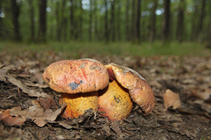 Bolet vieux rose (Imperator rhodopurpureus)
