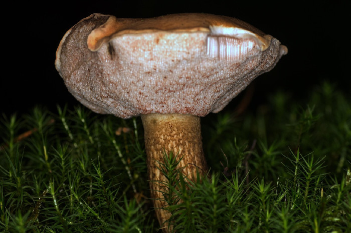 Le Bolet amer Tylopilus felleus