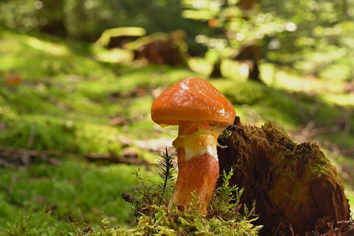 Le Bolet élégant Suillus grevillei