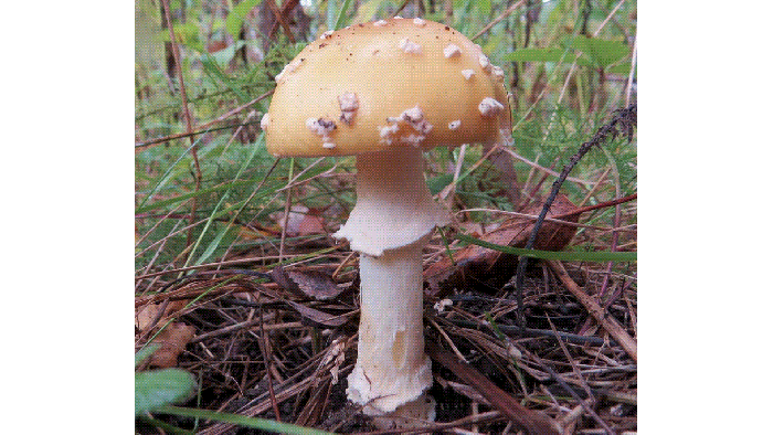 Amanite jonquille (Amanita junquillea)