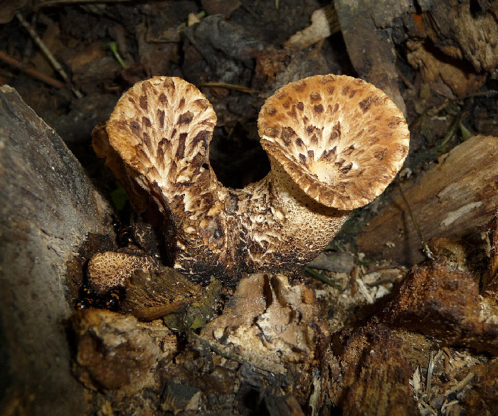 Polypore écailleux (Cerioporus squamosus)
