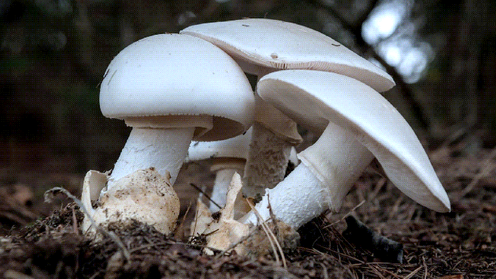Amanita proxima ou Amanite proche, attention danger