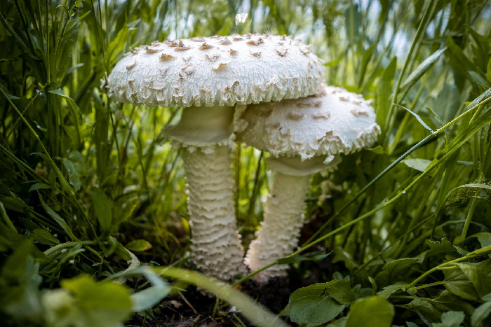 L'Amanite épineuse (Amanita echinocephala)